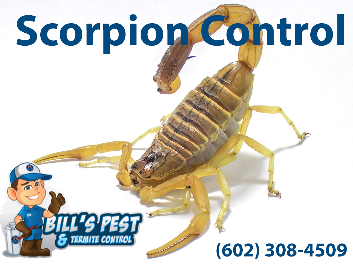 Are Scorpions Common in Arizona? - Bills Pest Termite Control