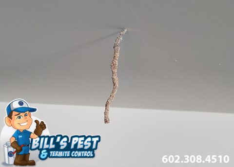 Termite Droppings From Ceiling: What You Need To Know